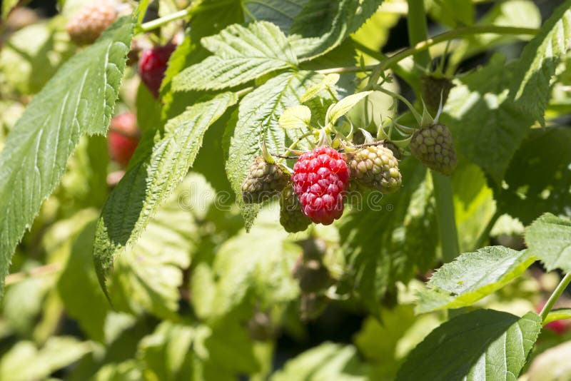Raspberry plant stock image. Image of greenery, wild - 10303303