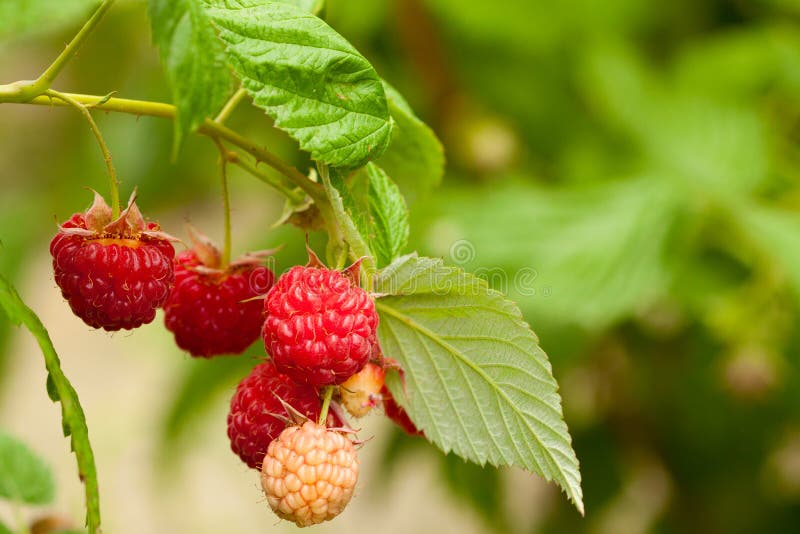 Red raspberry stock photo. Image of gardening, bunch - 55733514