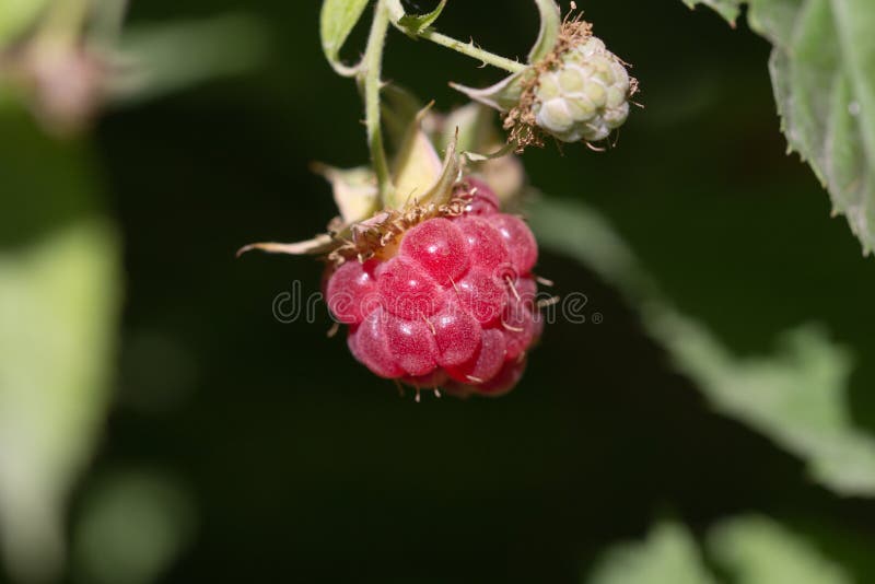 Red raspberry stock image. Image of garden, group, vegetarian - 103652557