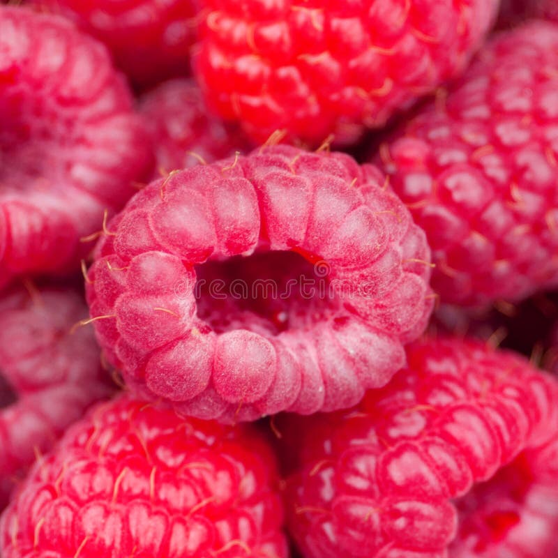 Red raspberry stock image. Image of raspberry, close - 68143109