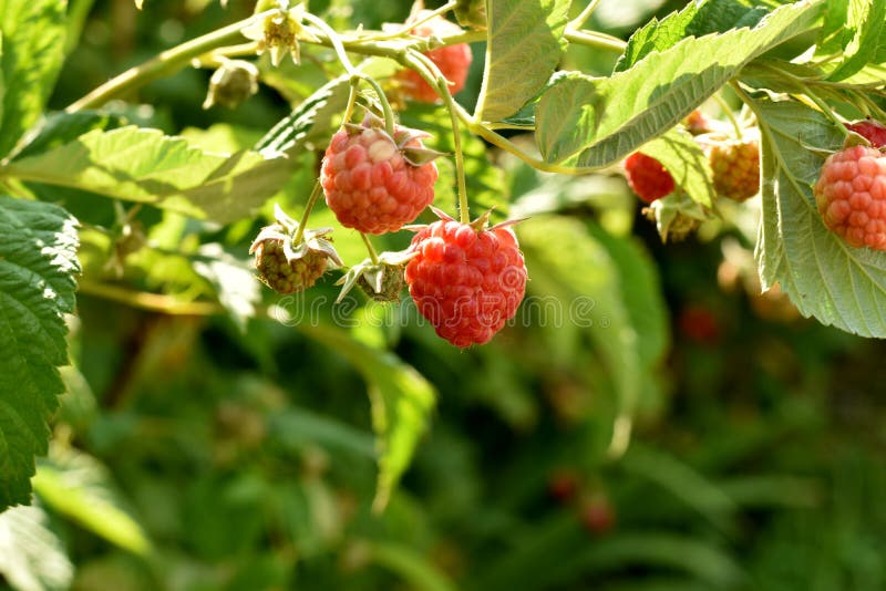 A Red Raspberry Ripening on the Branches of a Bush. Stock Image - Image ...