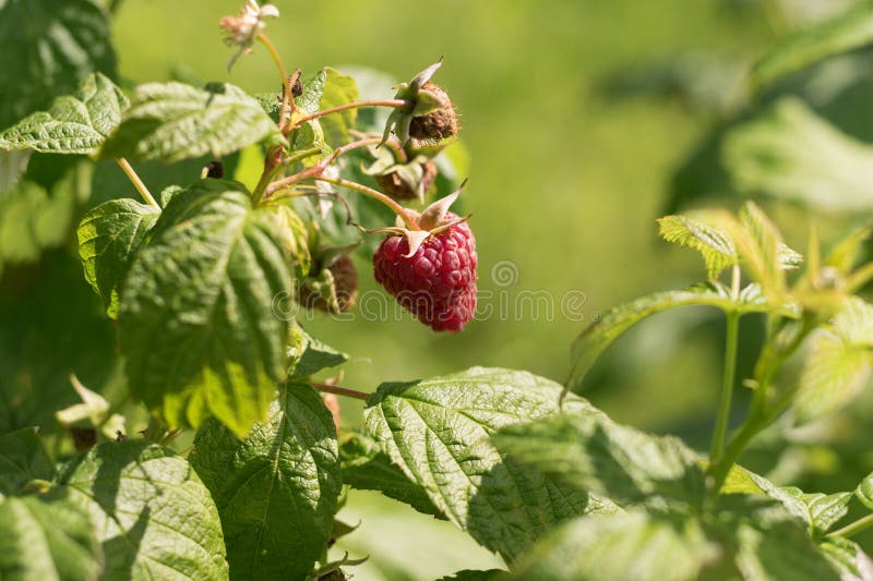 Red Raspberry are Ripening in Garden. Summer Background Stock Image ...