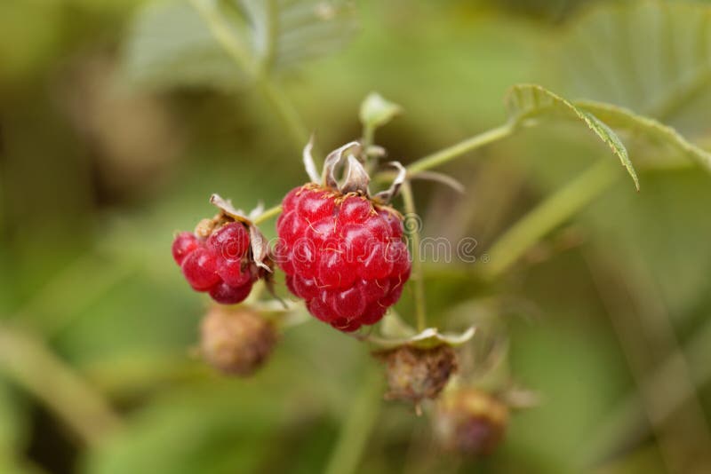 Red Raspberry, Rubus Idaeus Stock Photo - Image of fresh, food: 97129826