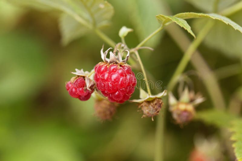 Red Raspberry, Rubus Idaeus Stock Photo - Image of berry, food: 97130386