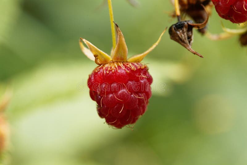 Red Raspberry, Rubus Idaeus Stock Image - Image of natural, wild: 97130785