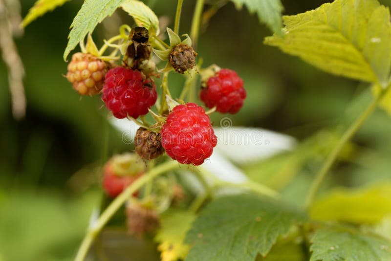 Red Raspberry, Rubus Idaeus Stock Photo - Image of tree, forest: 97131458