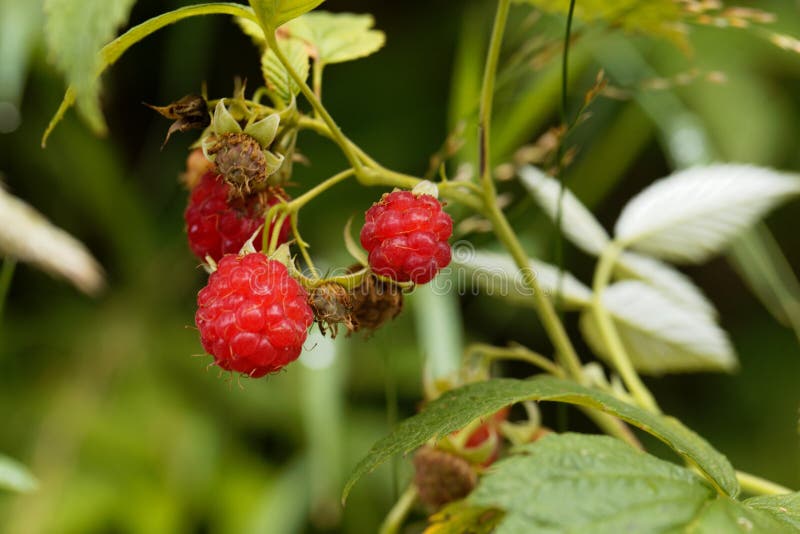 Red Raspberry, Rubus Idaeus Stock Photo - Image of fruit, food: 97131838
