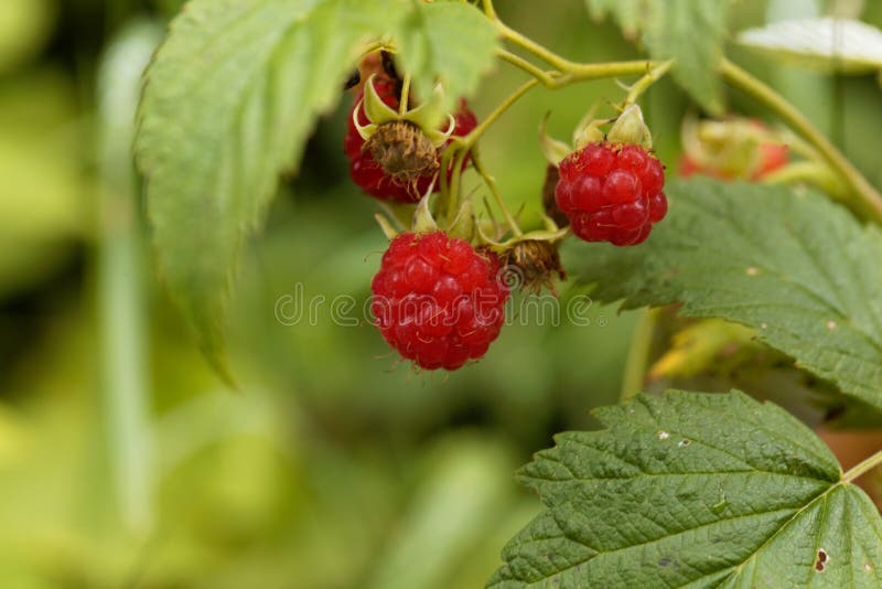 Red Raspberry, Rubus Idaeus Stock Image - Image of rubus, fruit: 97132225