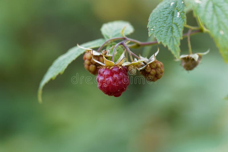 Red Raspberry, Rubus Idaeus Stock Photo - Image of fruit, food: 97132762