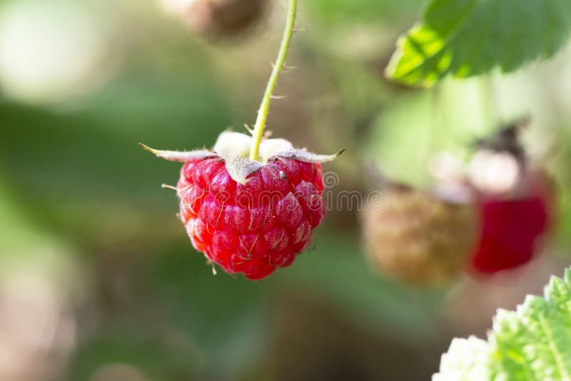 Red Raspberry Rubus Idaeus Close Up, Red Forest Berries Stock Image ...