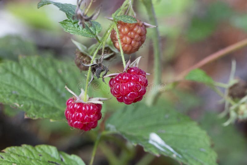 Red Raspberry Rubus Idaeus Close Up, Red Forest Berries Stock Photo ...