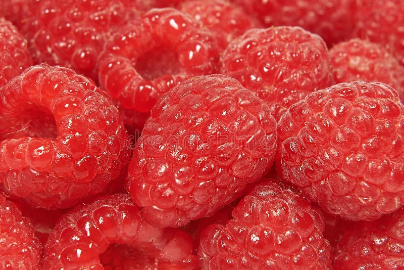 Red Raspberry (rubus Idaeus) Stock Image - Image of raspberry, health ...