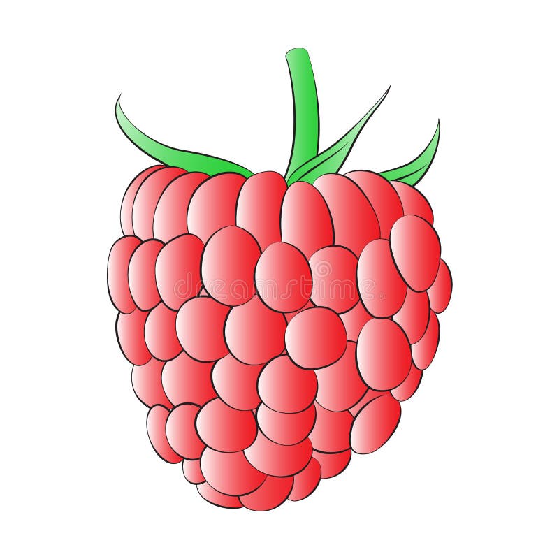 Red Raspberry stock illustration. Illustration of sweet - 70379160