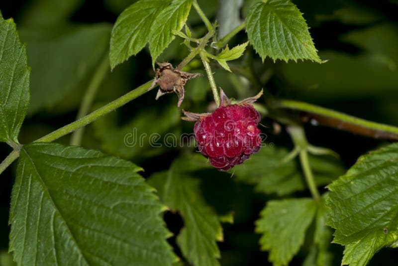 Red raspberry on vine stock image. Image of fresh, vine - 193235199