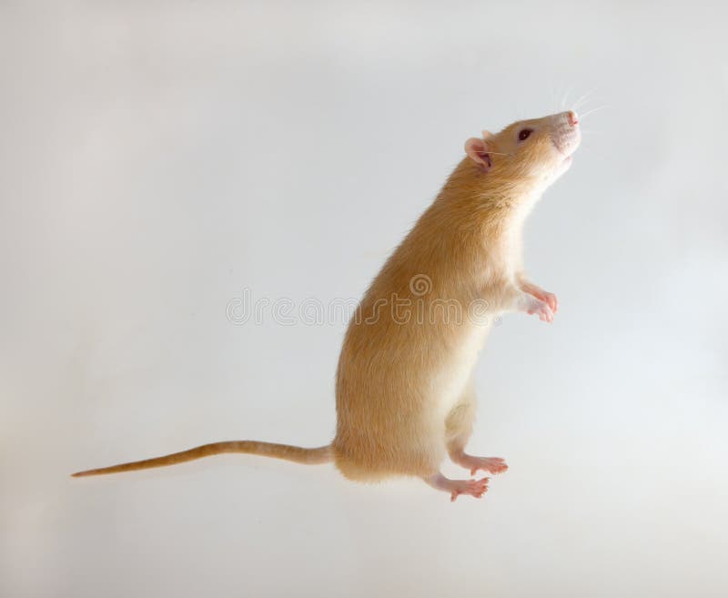 Red rat stock photo. Image of hair, pets, animals, beauty - 11431132