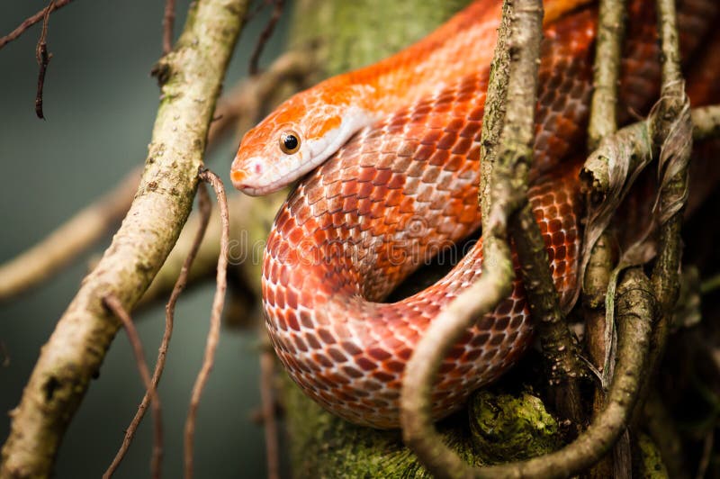 Red rat snake stock image. Image of creeper, corn, creepy - 20739673