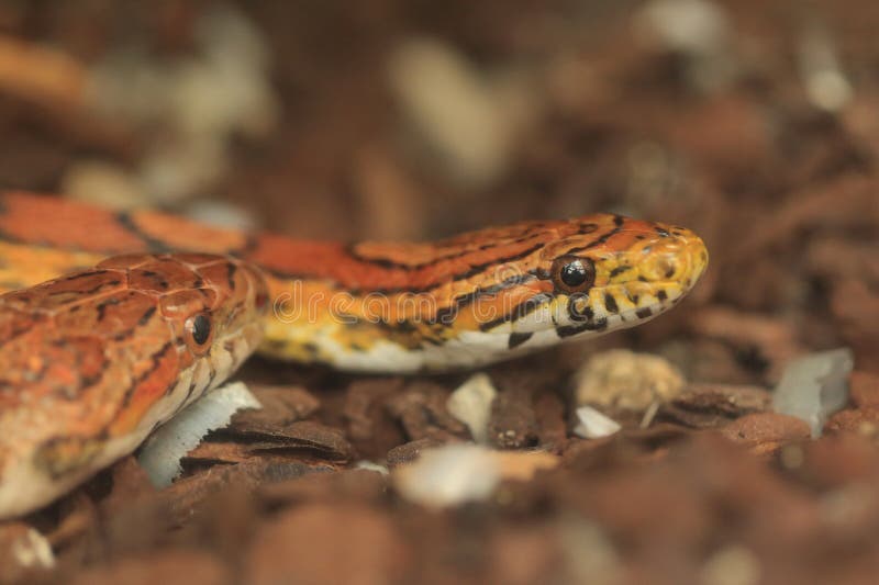 Red rat snake stock photo. Image of corn, snake, guttatus - 316219960
