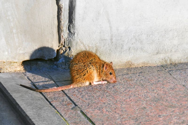Red rat on street stock photo. Image of natural, outdoor - 317523230