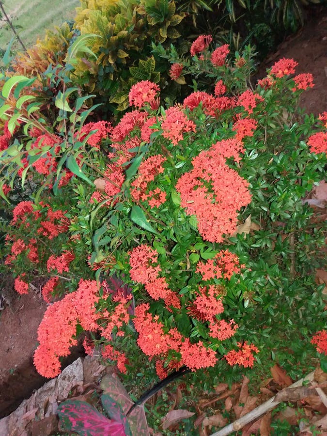 Maa rathmal stock image. Image of beautiful, rathmal - 127555765