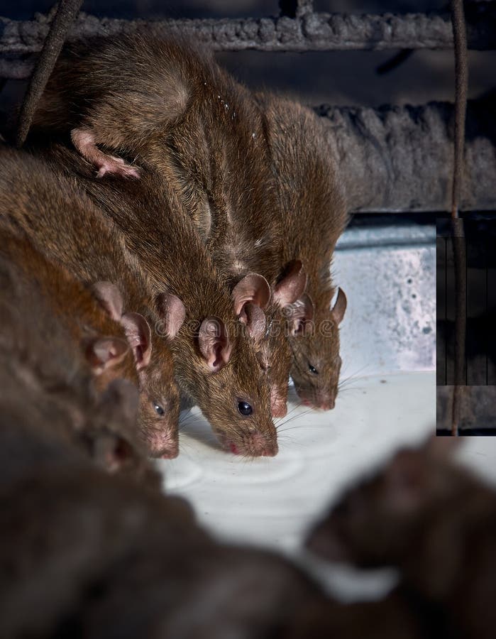 Red rats drinks milk. stock image. Image of group, funny - 163571075