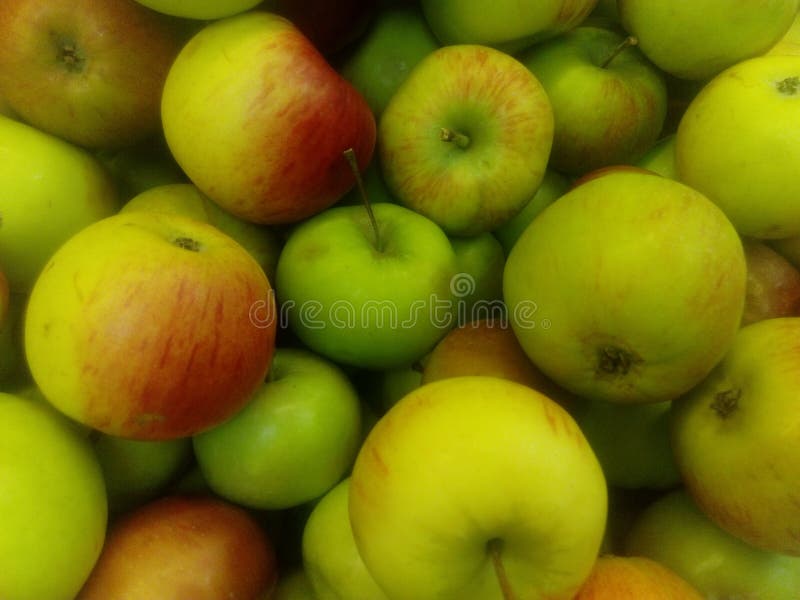 Real Apples on a Branch with Leaves Stock Image - Image of plant ...