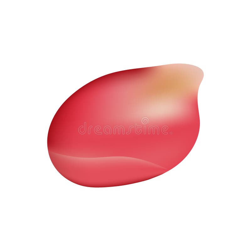 Red Realistic Rose Petal, Vector Illustration on White Background Stock ...