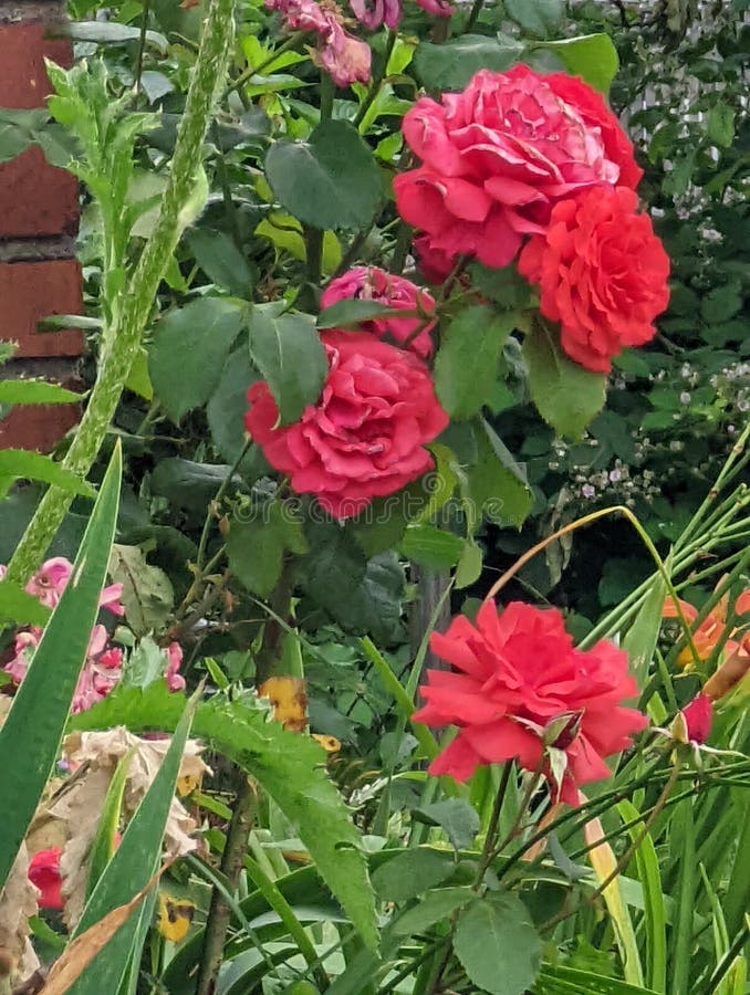 Red Red Reddest of the Roses Stock Photo - Image of reddest, roses ...