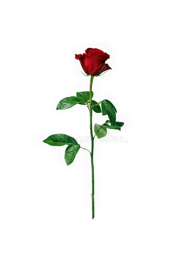 Long stem red rose stock image. Image of path, design - 58016767