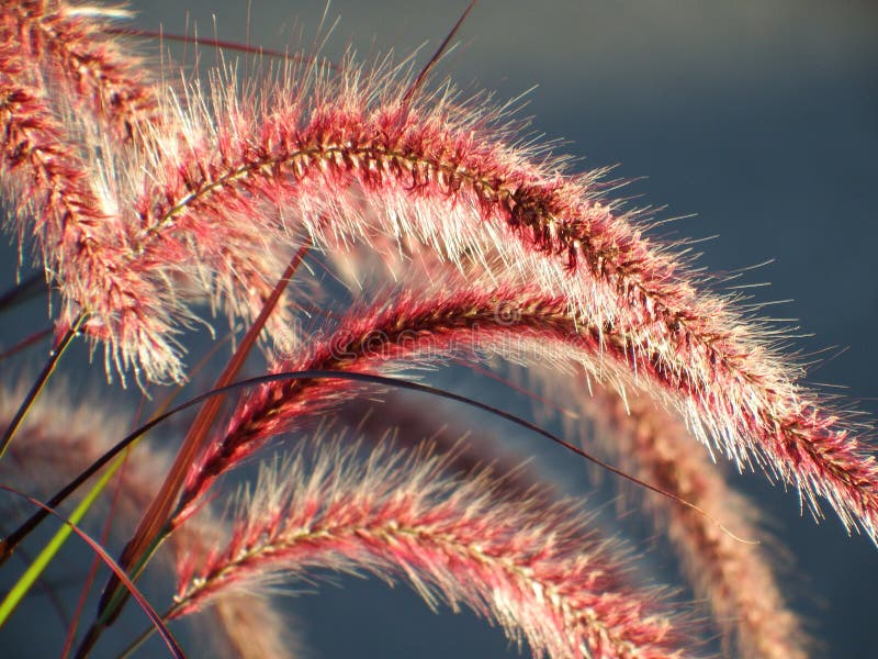 Red Reeds stock image. Image of sunshine, petal, autumn - 245110609