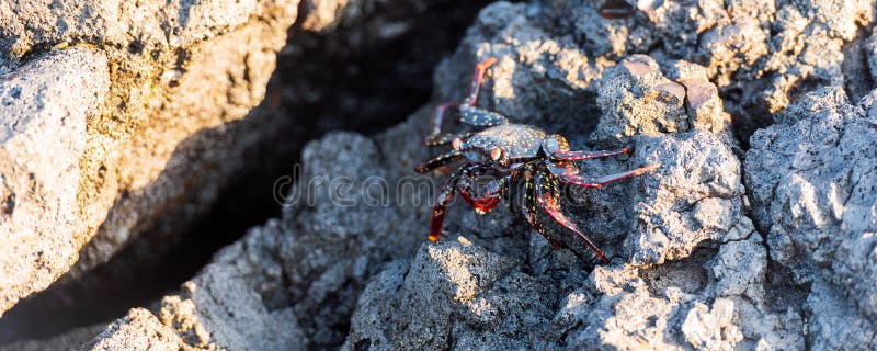 Red Reef Crabs on the Stones, Galapagos Island , Isla Isabela. with ...