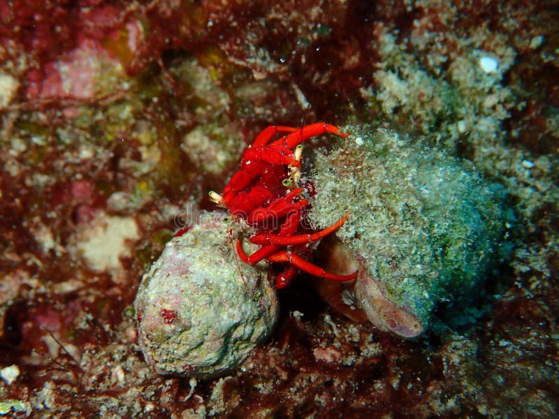 Hermit Crabs Mating