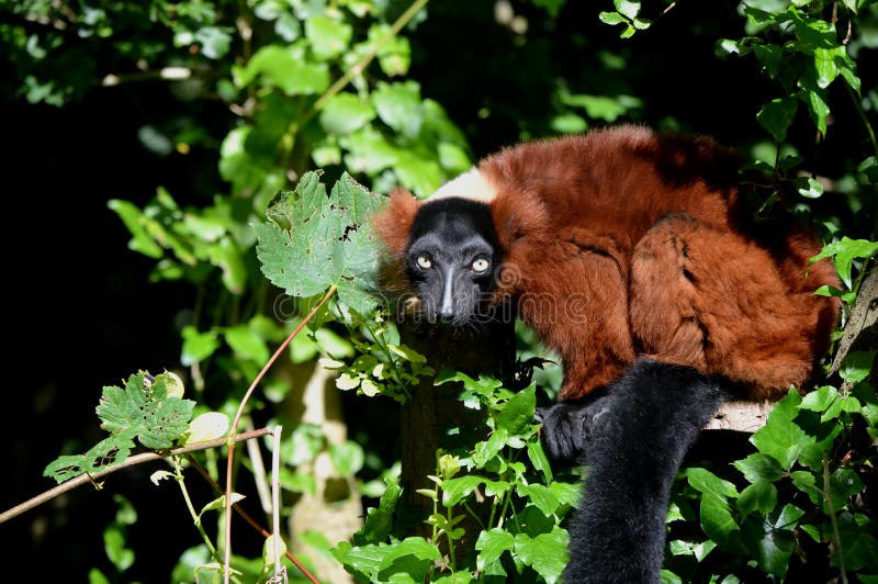 Reffed Stock Photos - Free & Royalty-Free Stock Photos from Dreamstime