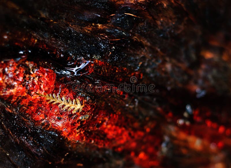 Red resin fern tree stock photo. Image of forest, drop - 39786376