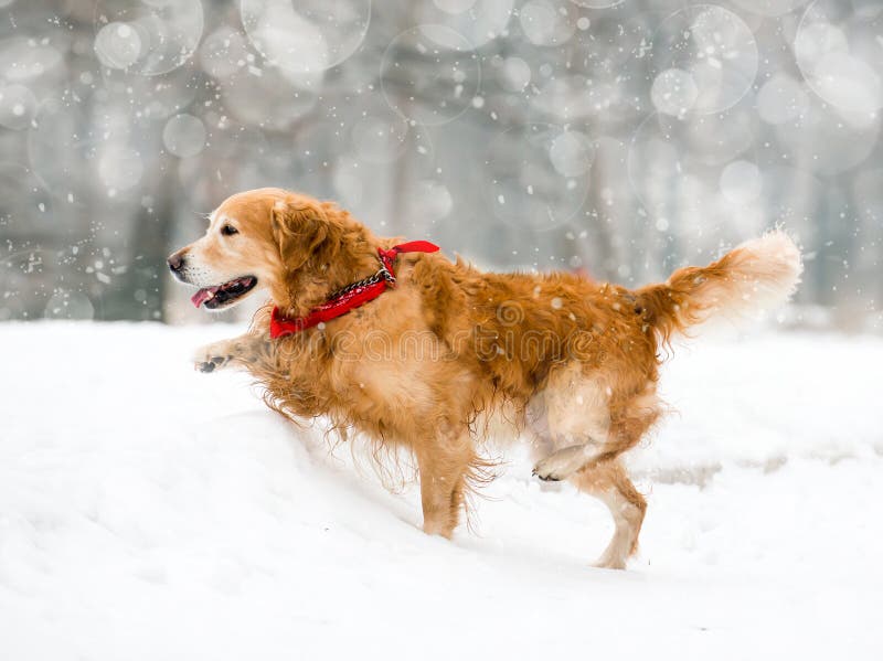 Running Golden Retriever Dog Stock Image - Image of grass, labrador ...