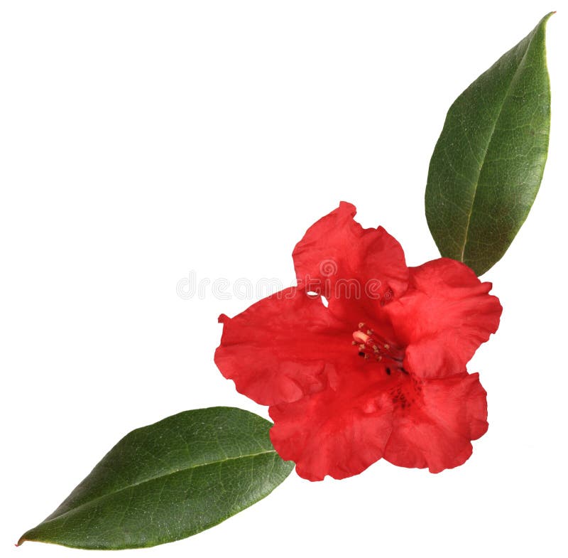 Red rhododendron stock photo. Image of subtle, leaves - 13958502