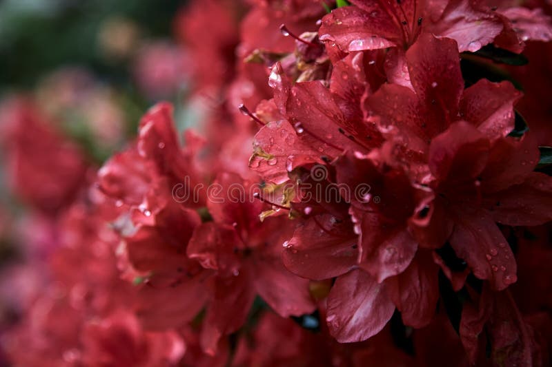 Red Rhododendron in Bloom Seen Up Close Stock Image - Image of ...