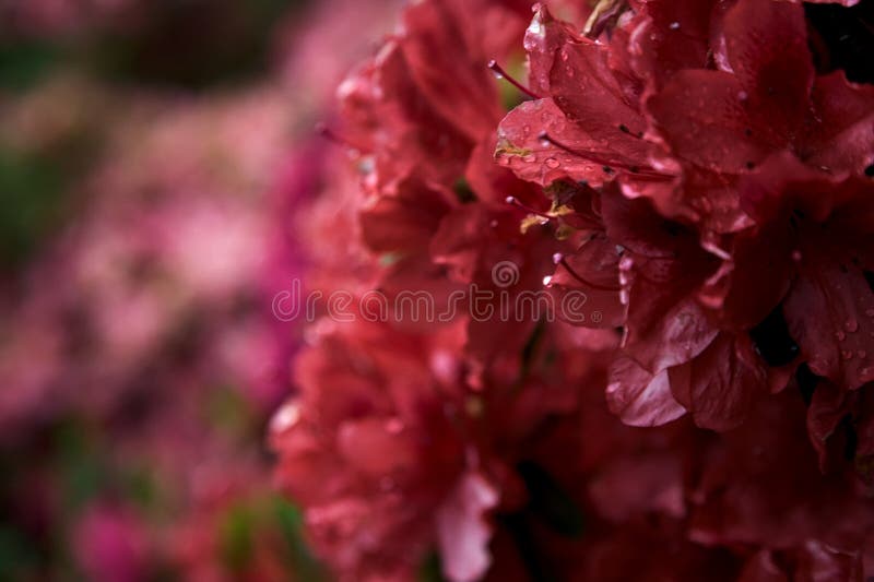 Red Rhododendron in Bloom Seen Up Close Stock Image - Image of beauty ...