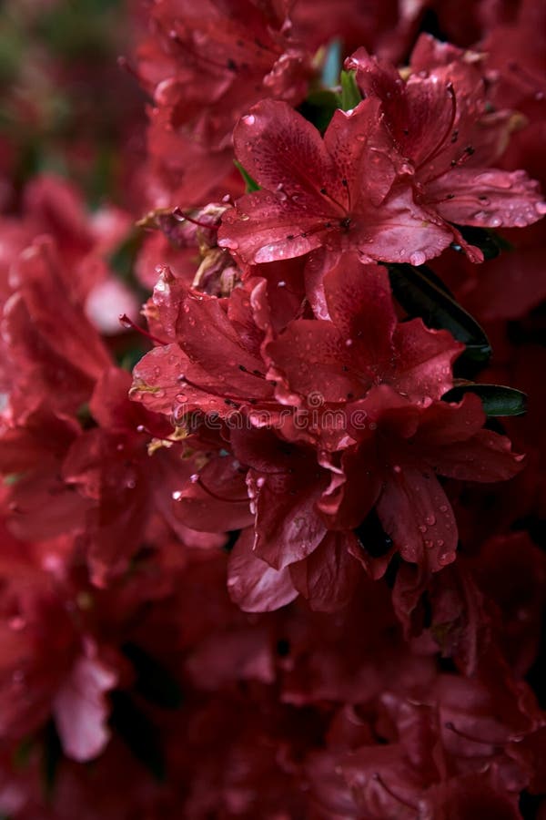 Red Rhododendron in Bloom Seen Up Close Stock Photo - Image of fresh ...