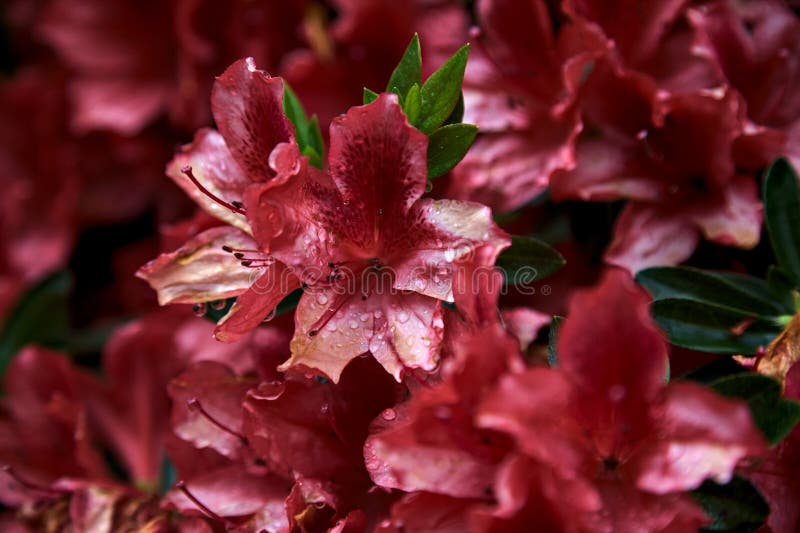 Red Rhododendron in Bloom Seen Up Close Stock Image - Image of abstract ...