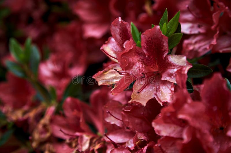 Red Rhododendron in Bloom Seen Up Close Stock Image - Image of botany ...