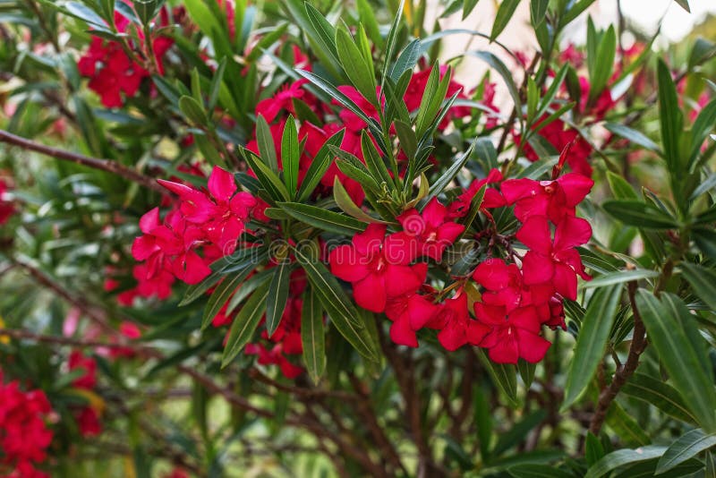 Red Rhododendron Blooming Rhododendron Scabrum Stock Photo - Image of ...