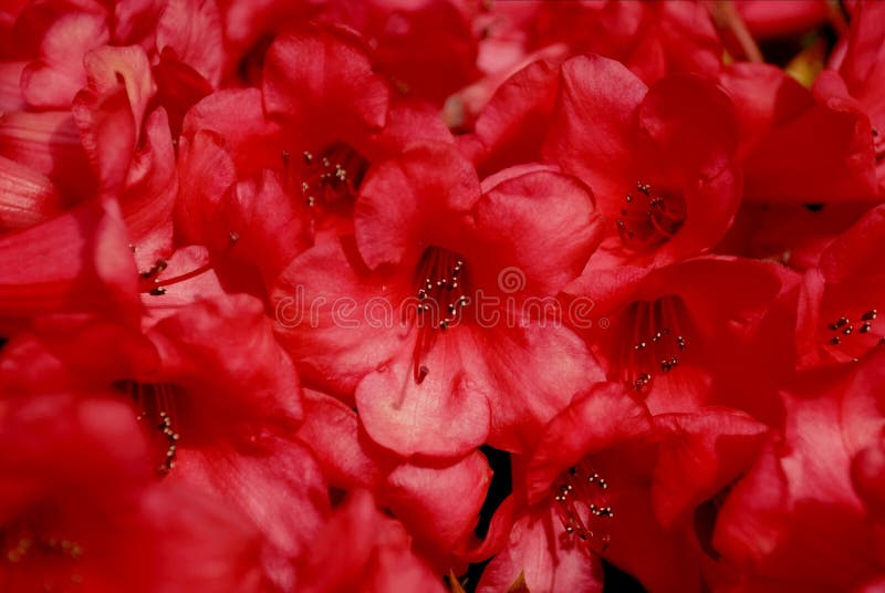 Red Rhododendron close-up stock image. Image of bush, botany - 5155753