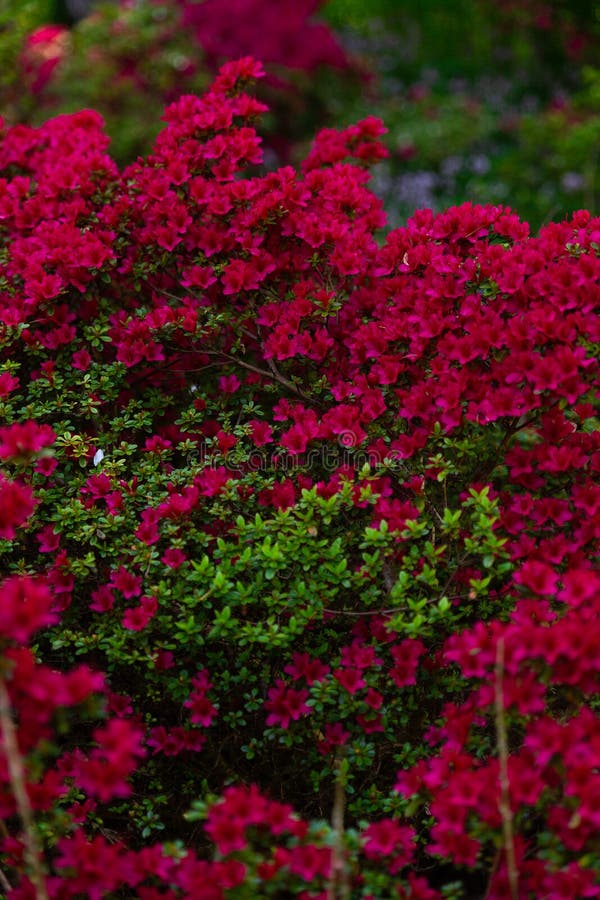 Red Rhododendron Flower Bush in a Lush Garden Stock Photo - Image of ...