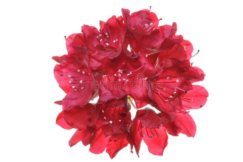 Red rhododendron flower stock photo. Image of freshness - 33480934