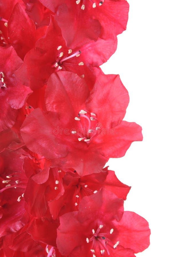 Red rhododendron flower stock photo. Image of freshness - 33480934