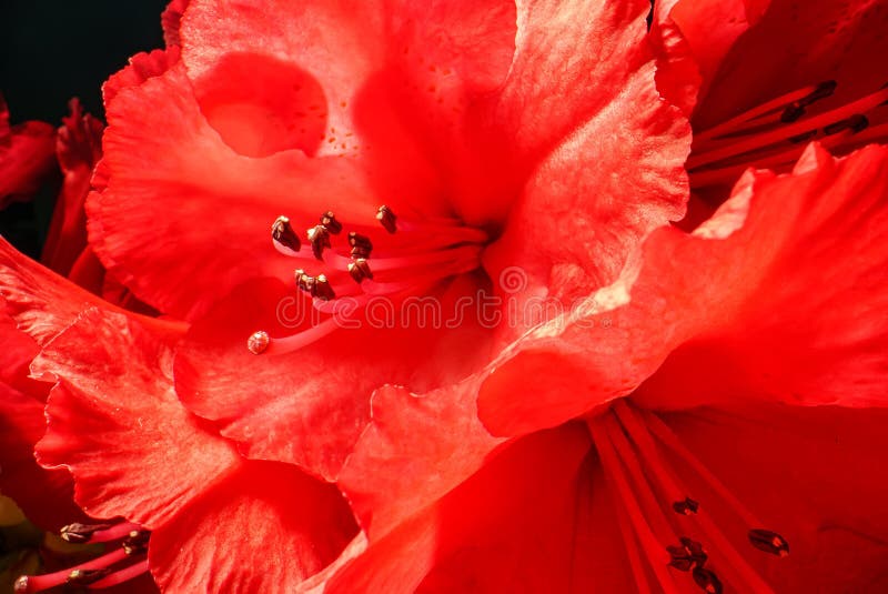 Red rhododendron flowers stock photo. Image of floral - 277342864