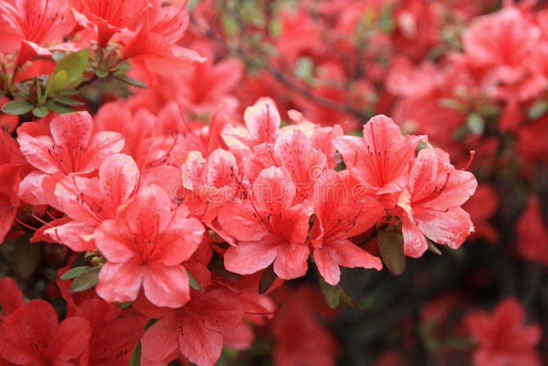 Red rhododendron flowers stock photo. Image of spring - 40742652