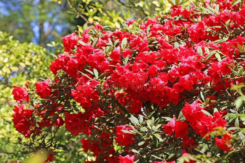 Red Rhododendron Flowers in Spring Stock Image - Image of flowers ...