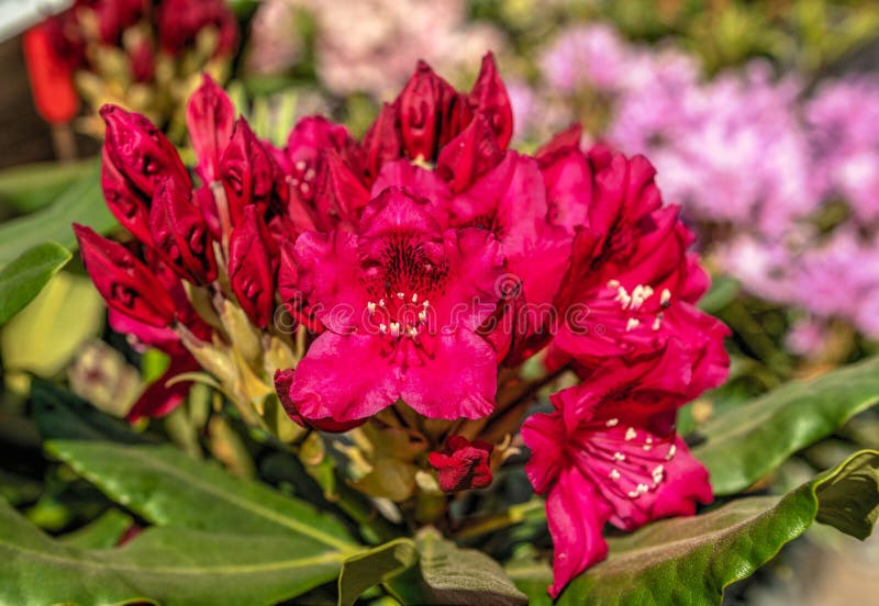 Red Rhododendron Kali Flower Stock Image - Image of plant, leaves ...