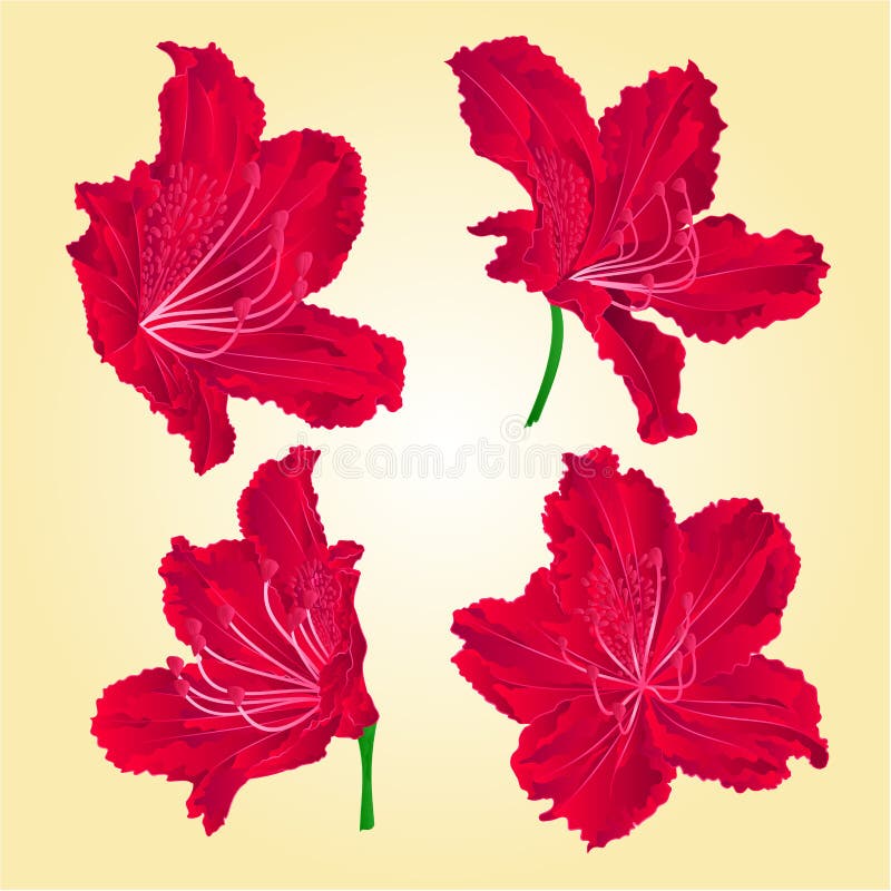 Red rhododendrons vector stock vector. Illustration of ericaceae - 56121952